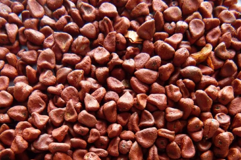 Quelle est la durée de conservation des graines de rocou (graines d ...